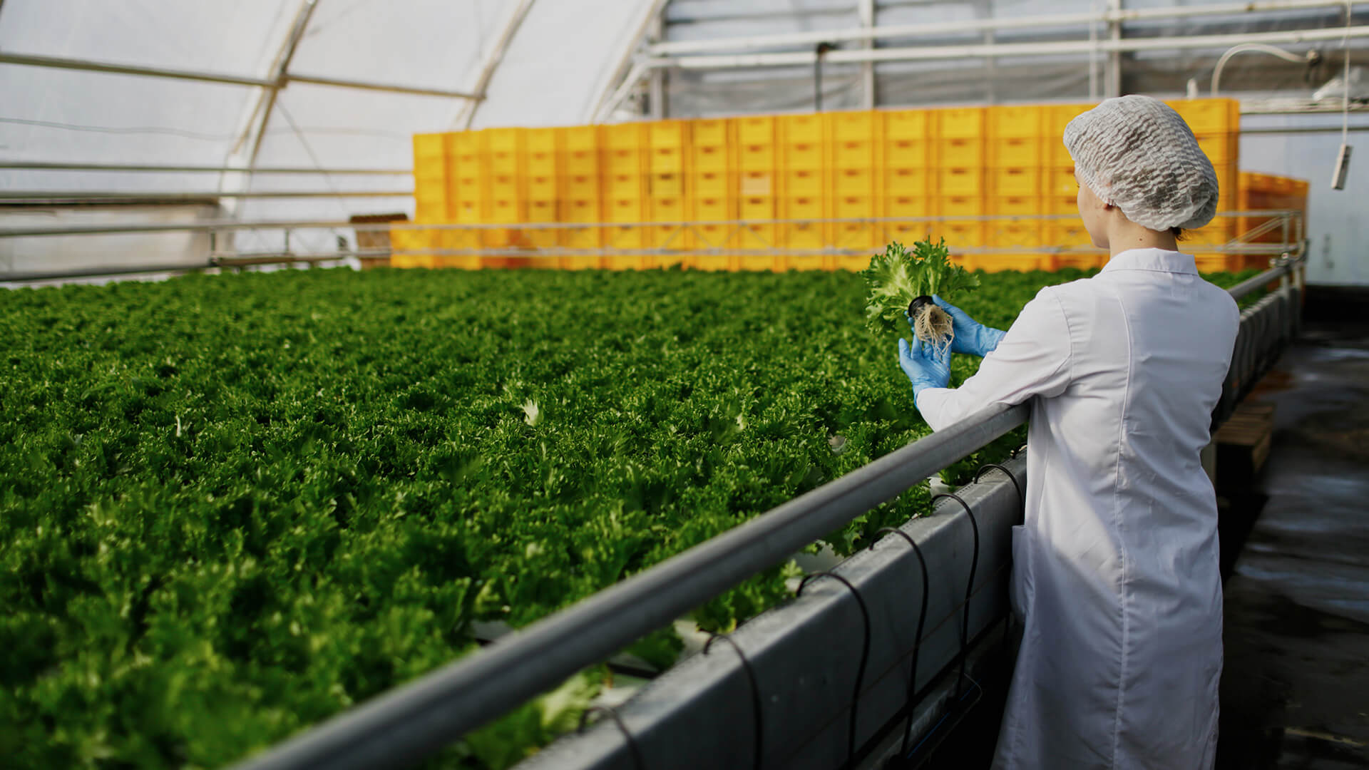 PK Fertilizers - A top-tier player in the Malaysian fertilizer industry.