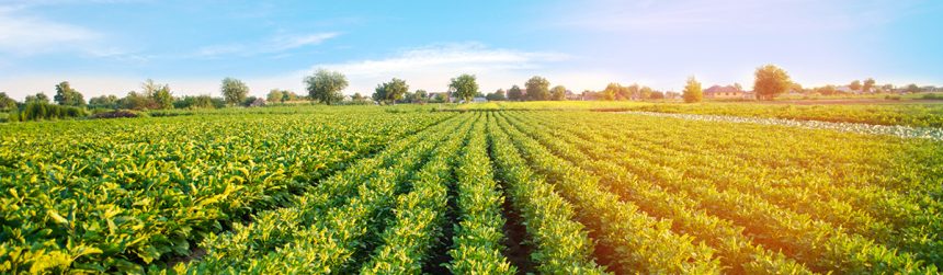 PK Fertilizers - A top-tier player in the Malaysian fertilizer industry.